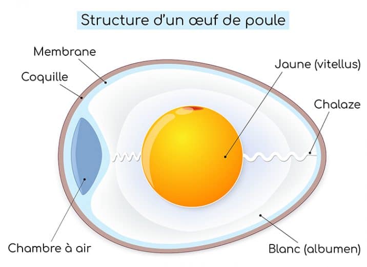 Membrane d'œuf de poule : caractéristiques et composition - Nutrixeal Info Membrane d'œuf de poule : caractéristiques et composition - Nutrixeal Info